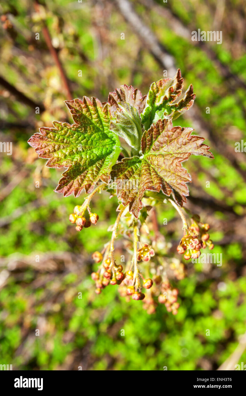 Blackcurrant with leaves hi-res stock photography and images - Alamy