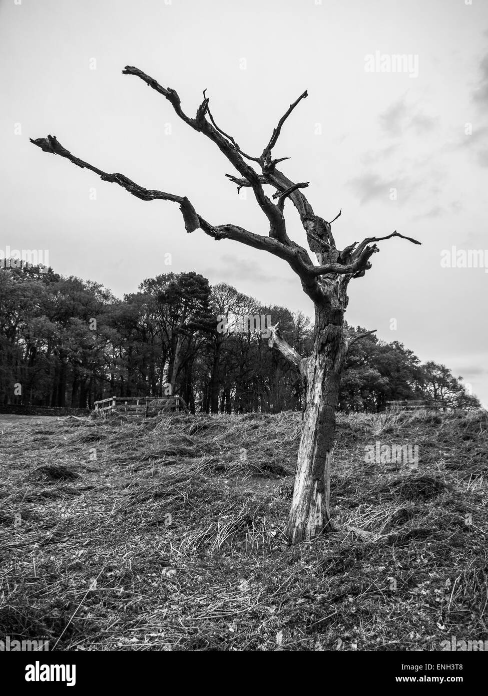 Dead tree in black and white Stock Photo - Alamy