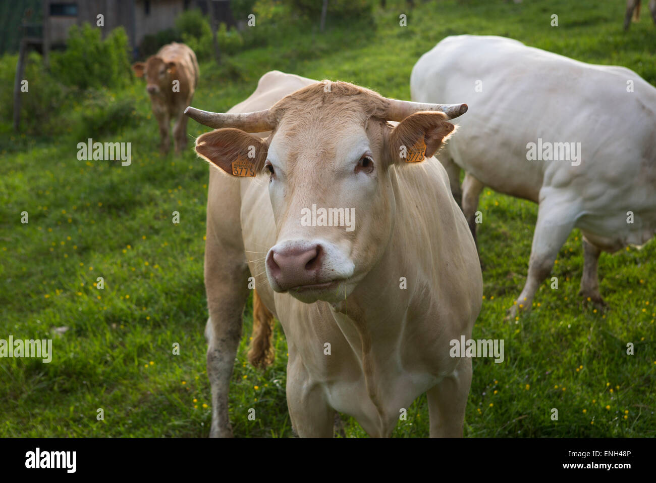 Charolais cows hi-res stock photography and images - Alamy