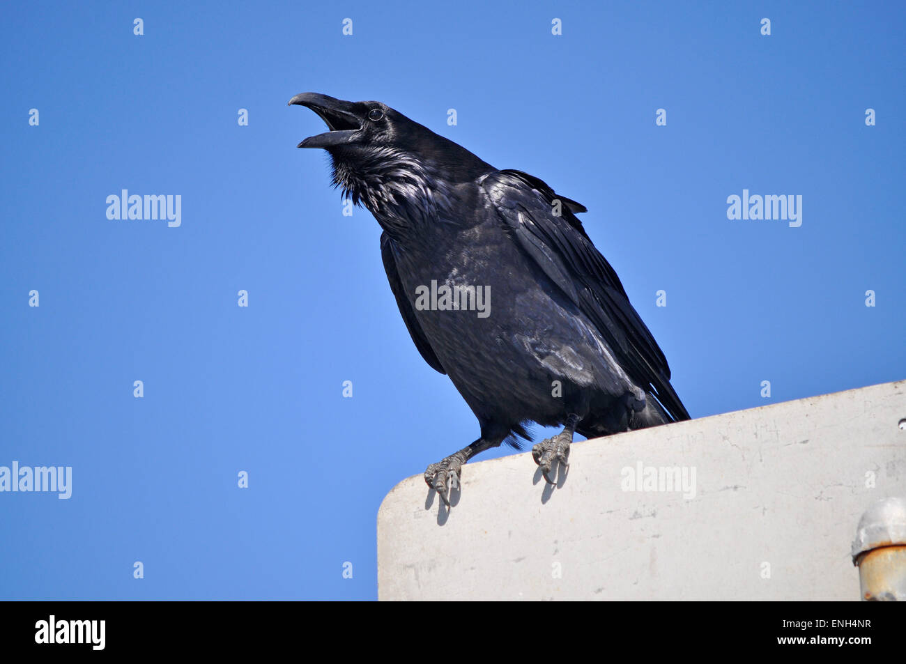 Common Raven, Corvus corax, bird, Ocean Beach, San Francisco ...