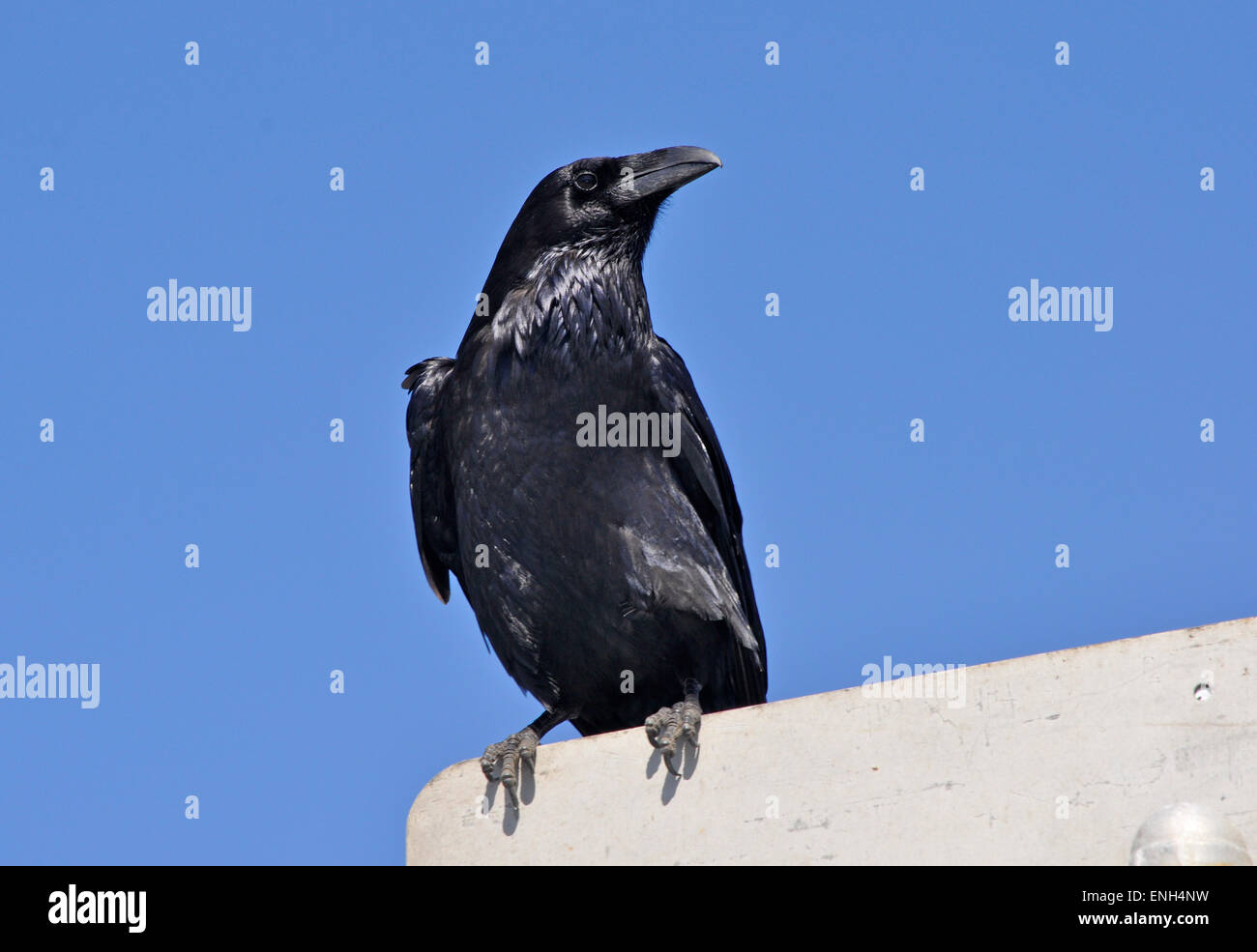 Raven hi-res stock photography and images - Alamy