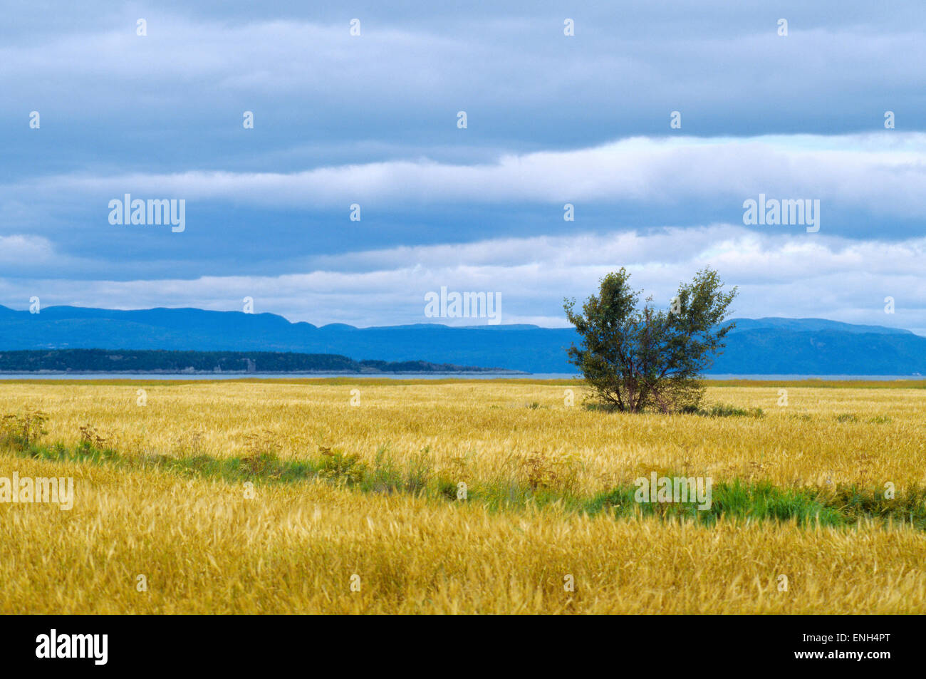 Lone birch tree in a wheat field near St Lawrence river, Kamouraska ...