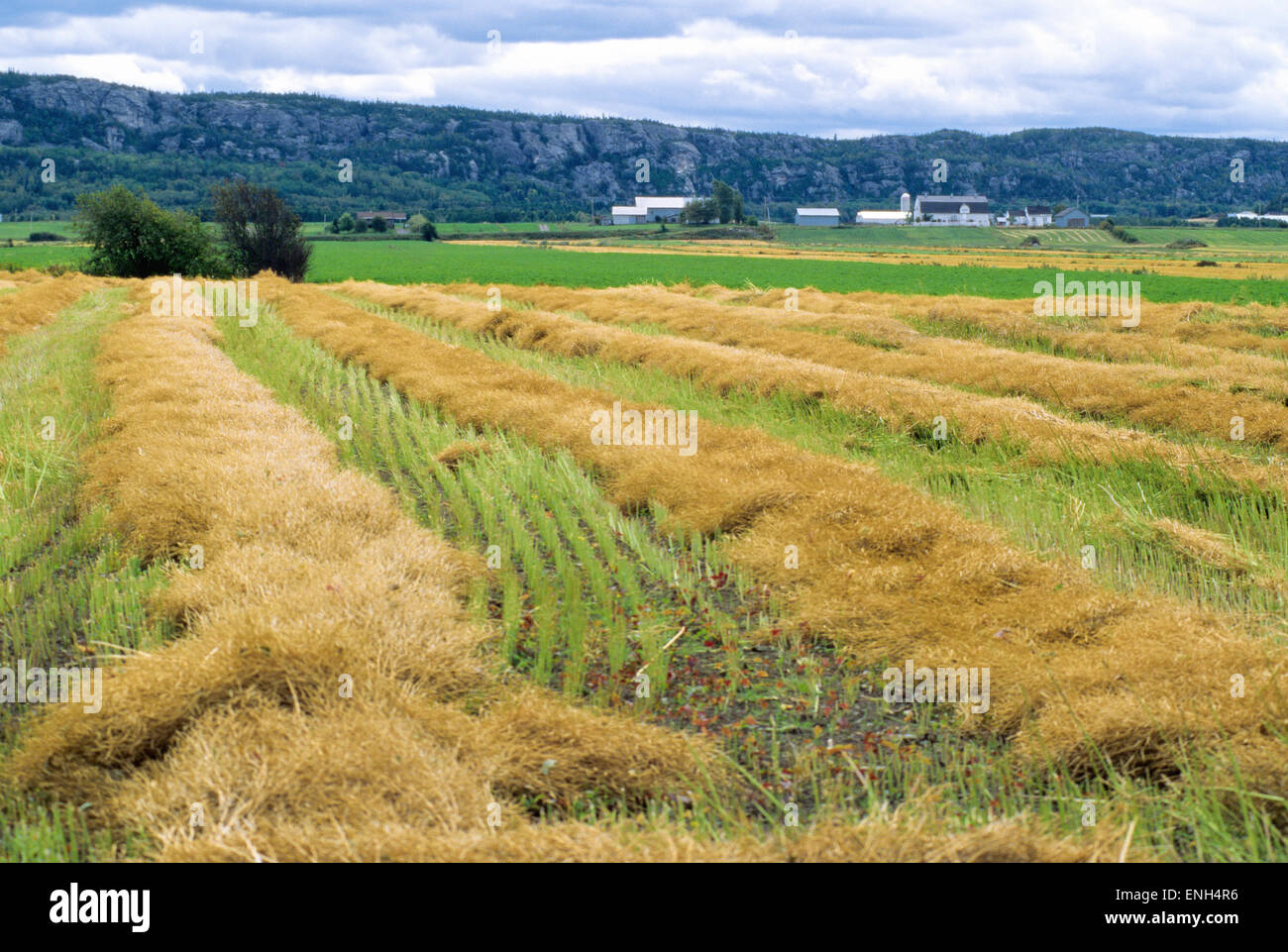 Colourful fields near St Lawrence river, Kamouraska region, province of ...