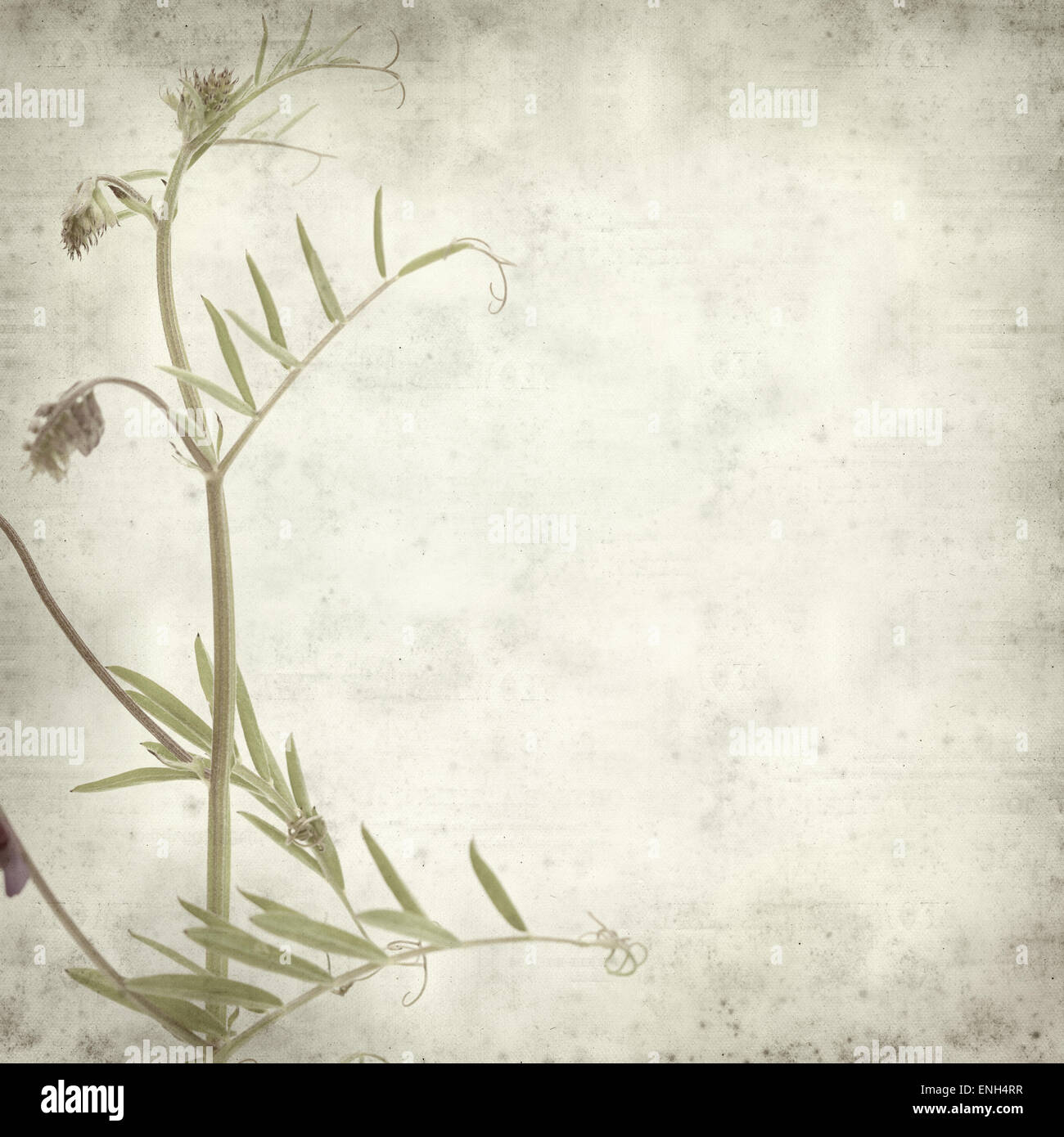 textured old paper background with fodder vetch Stock Photo - Alamy
