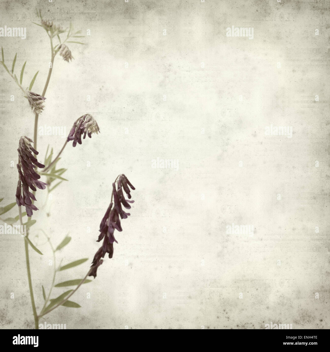 textured old paper background with fodder vetch Stock Photo - Alamy