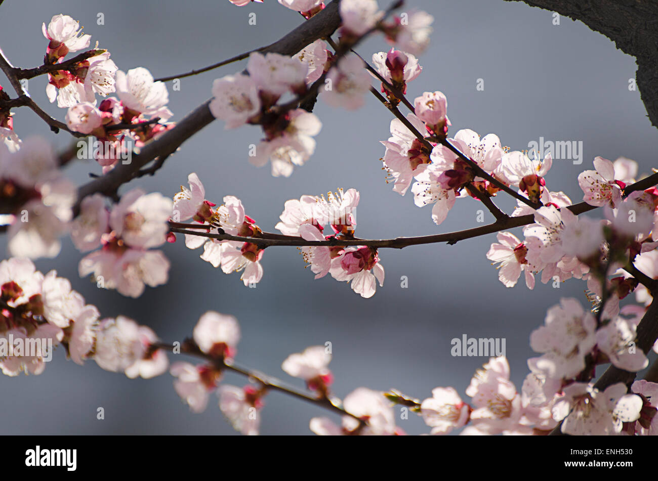 Apricot tree flower Stock Photo - Alamy