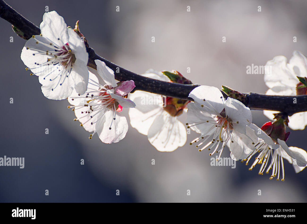 Apricot tree flower Stock Photo - Alamy