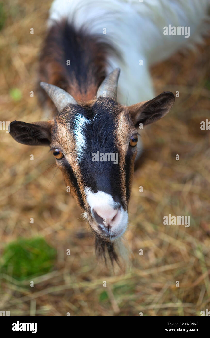 Head of a goat in a farm Stock Photo - Alamy