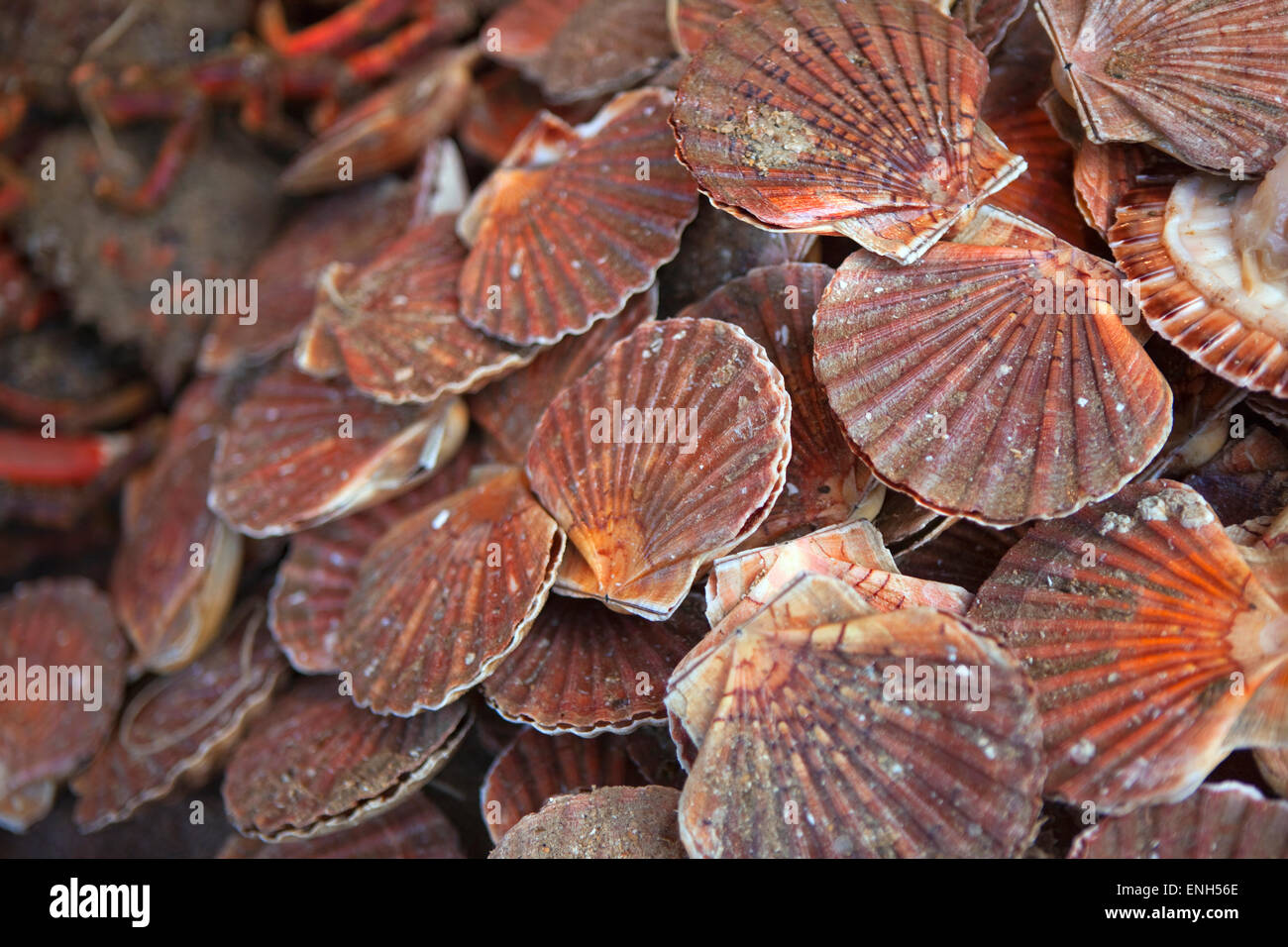 Saint-Jacques shells on a stall in a fish store Stock Photo - Alamy