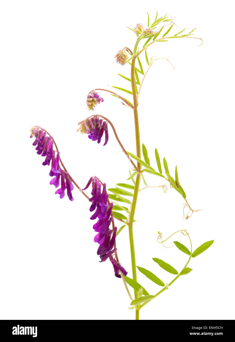 fodder vetch isolated on white background Stock Photo - Alamy