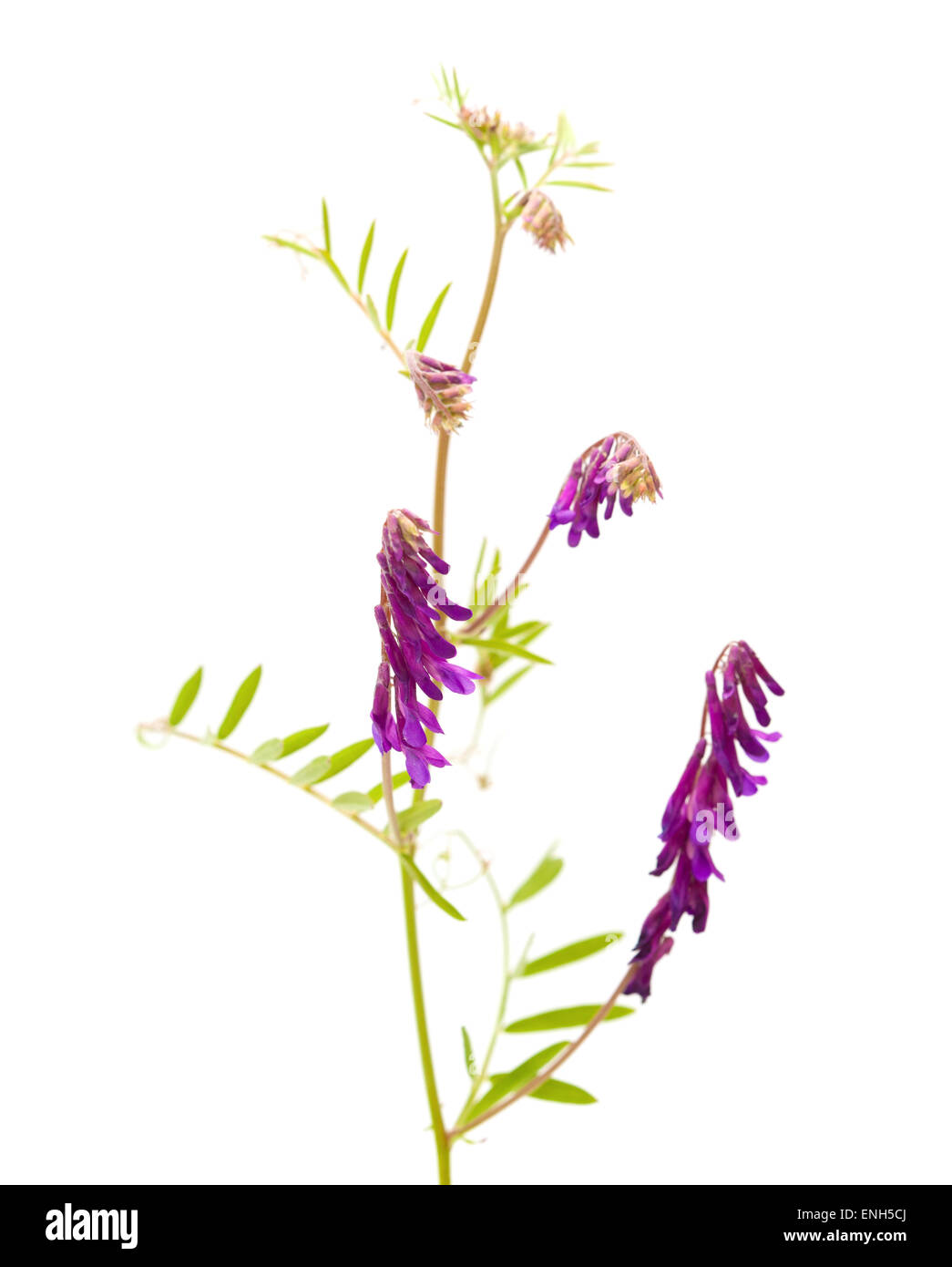 fodder vetch isolated on white background Stock Photo - Alamy