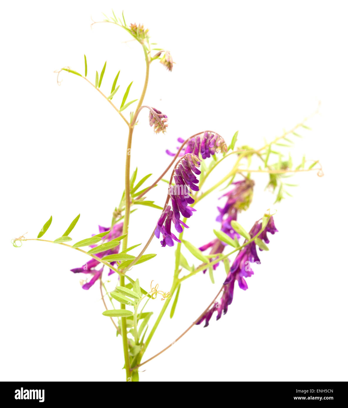 fodder vetch isolated on white background Stock Photo - Alamy