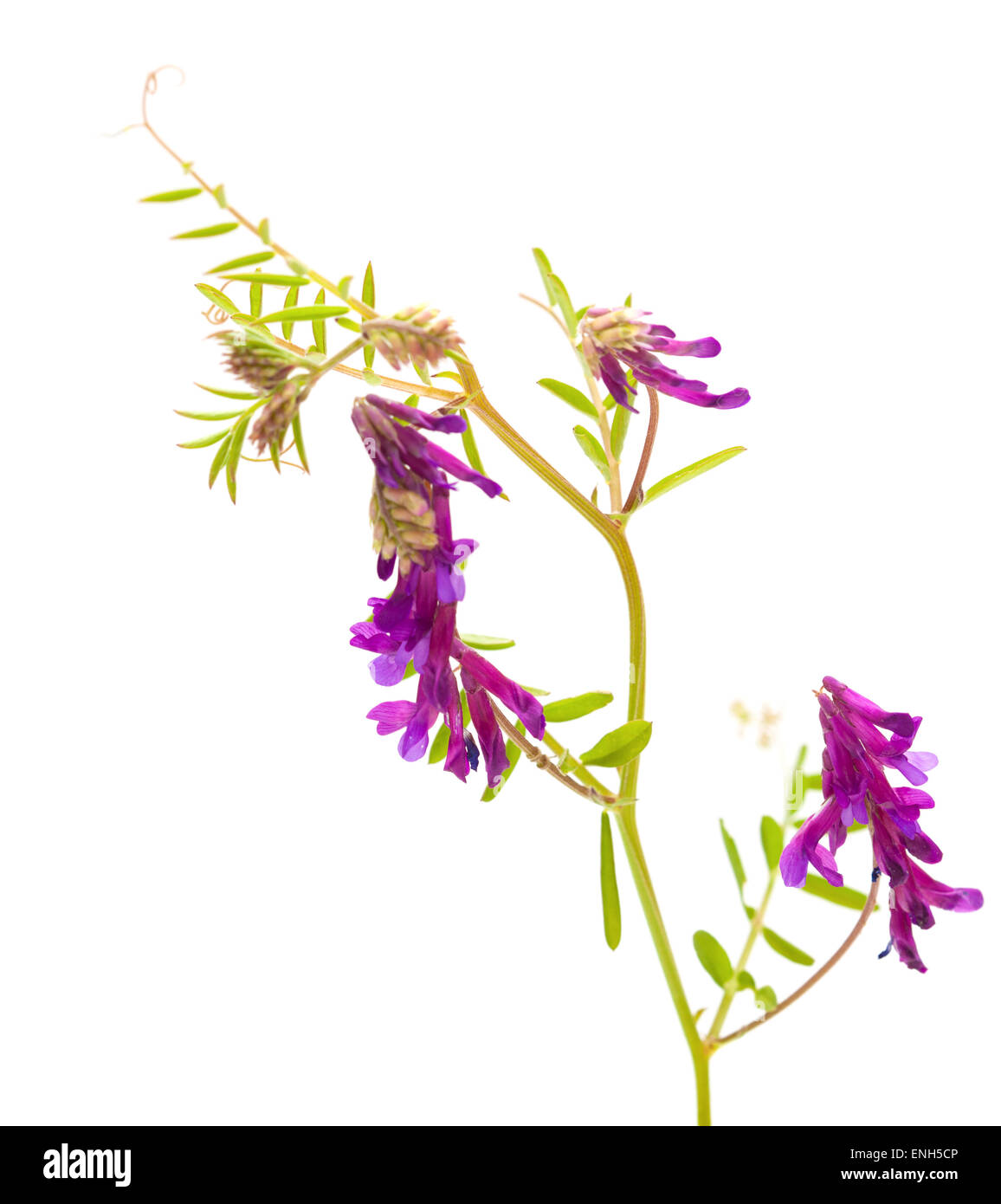 fodder vetch isolated on white background Stock Photo - Alamy