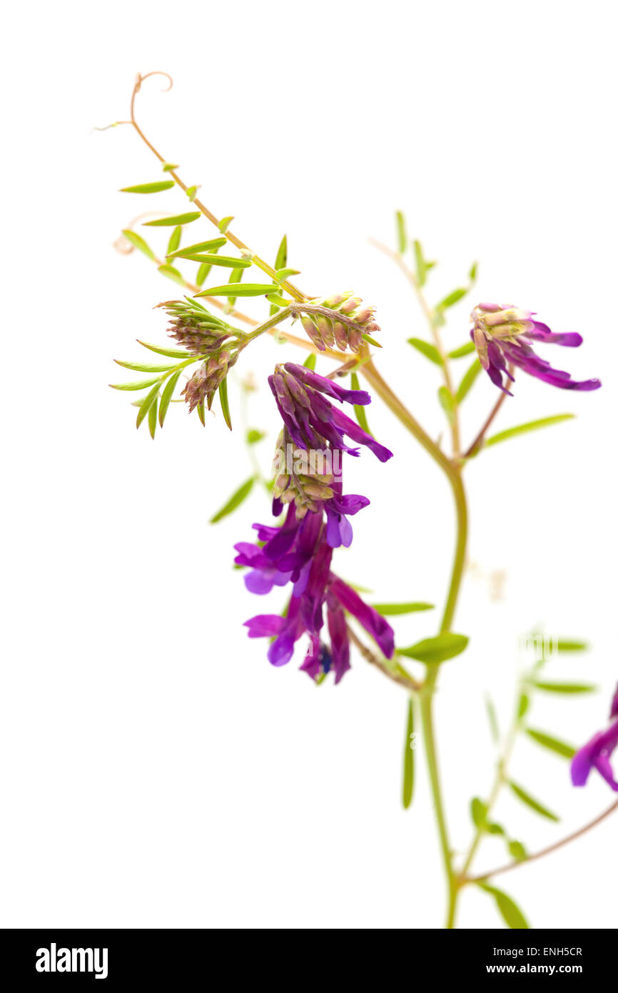 fodder vetch isolated on white background Stock Photo - Alamy