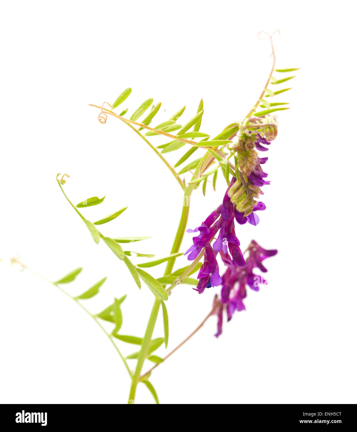 fodder vetch isolated on white background Stock Photo - Alamy