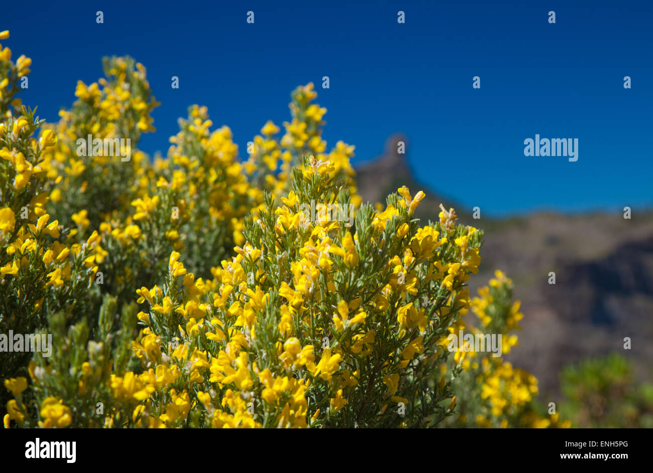 abundant flowering of Genista microphylla, broom species endemic to ...