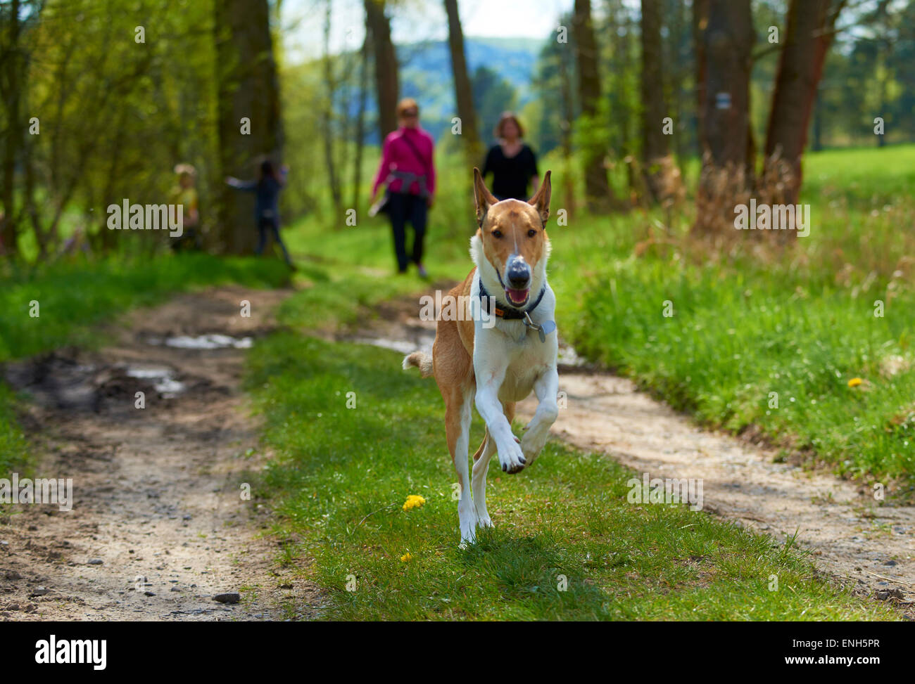 Teen girl walking dog hi-res stock photography and images - Alamy