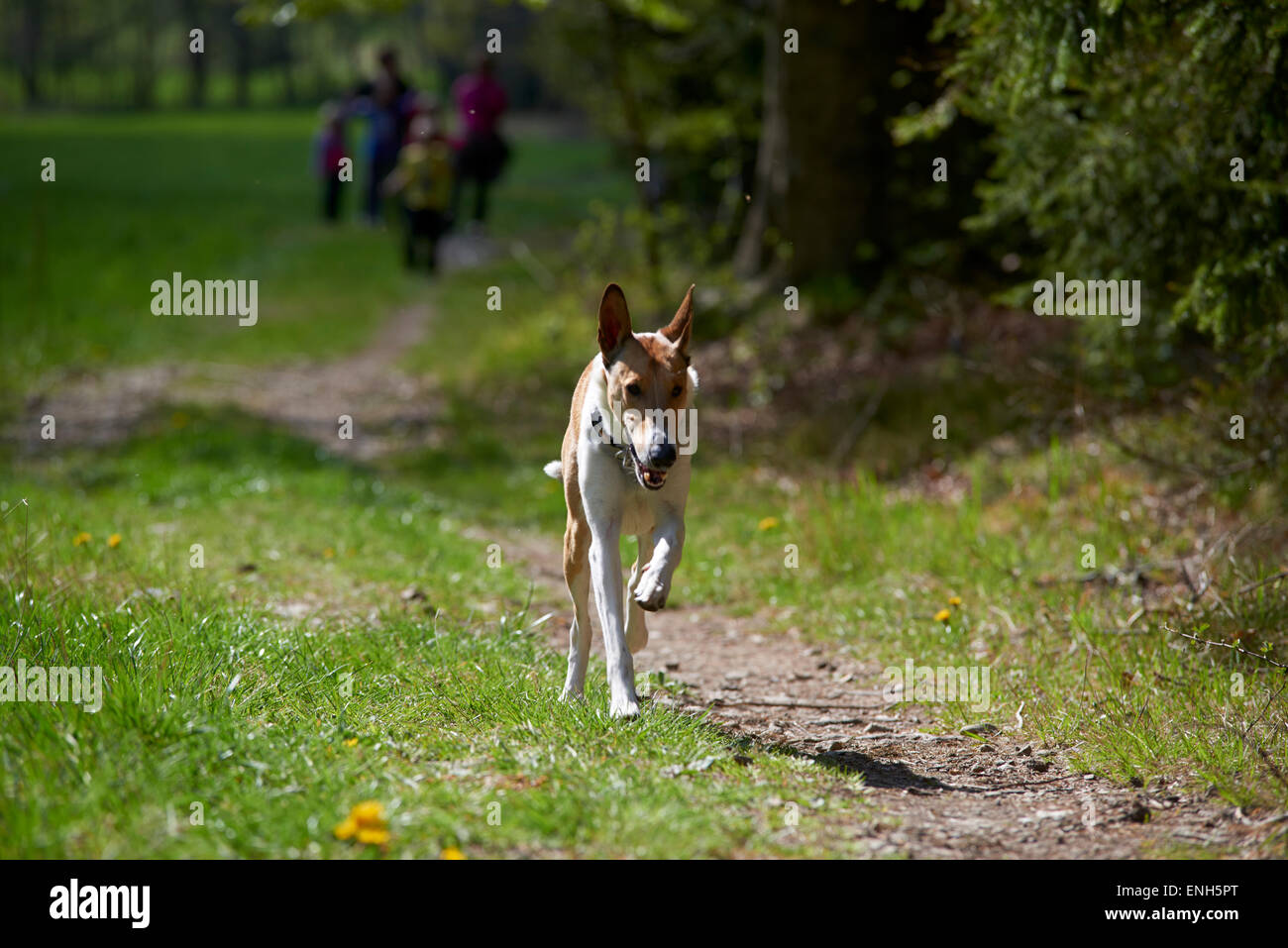Family walking dog Smooth Collie on rural road, summer Stock Photo - Alamy