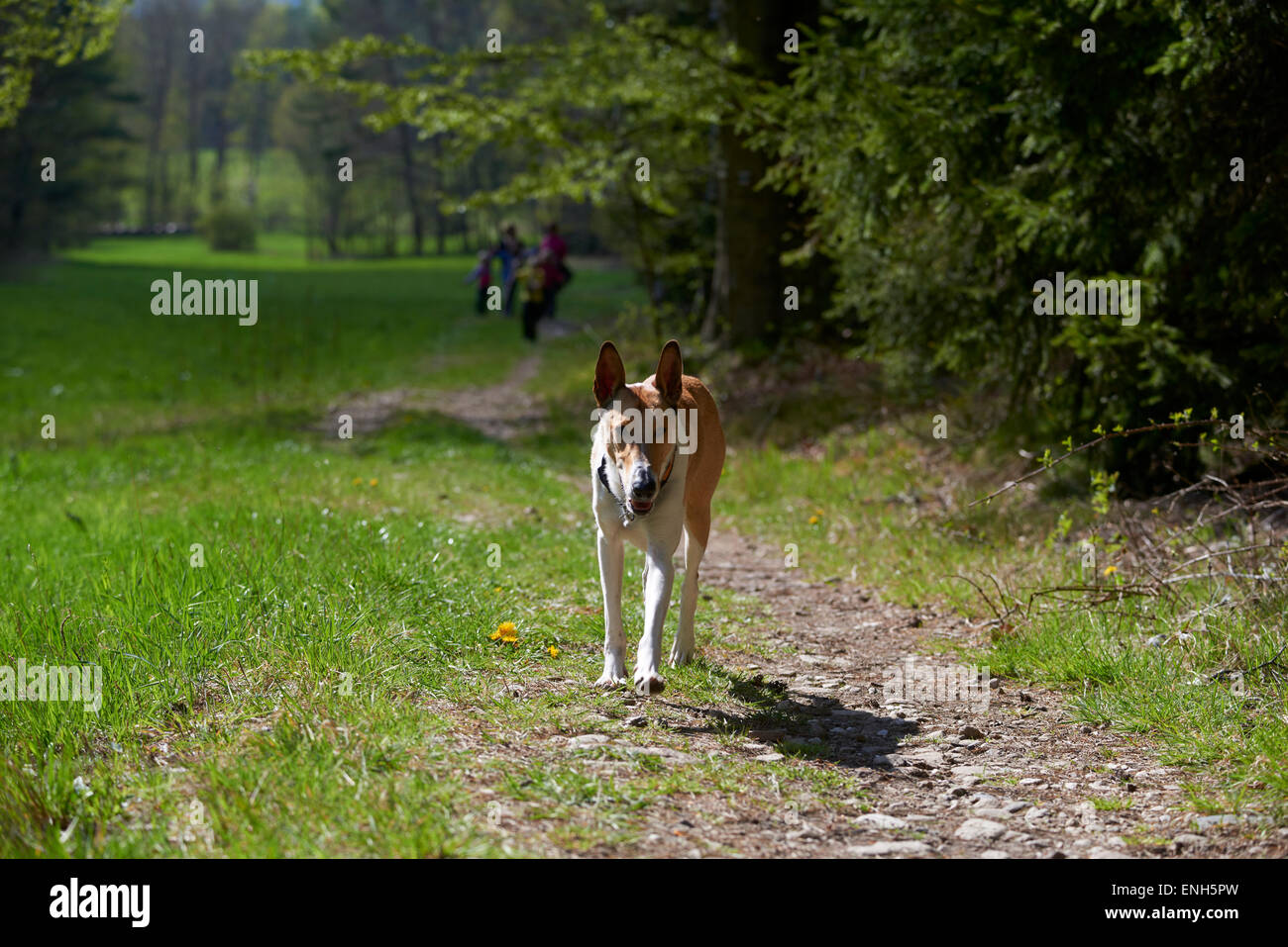 Teen girl walking dog hi-res stock photography and images - Alamy
