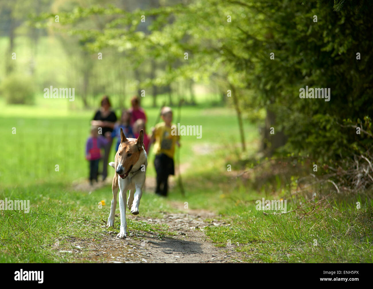 Teen male walking dog hi-res stock photography and images - Alamy