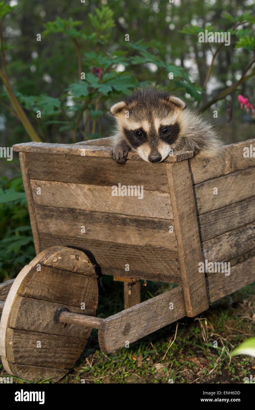 Raccoon ears hi-res stock photography and images - Alamy