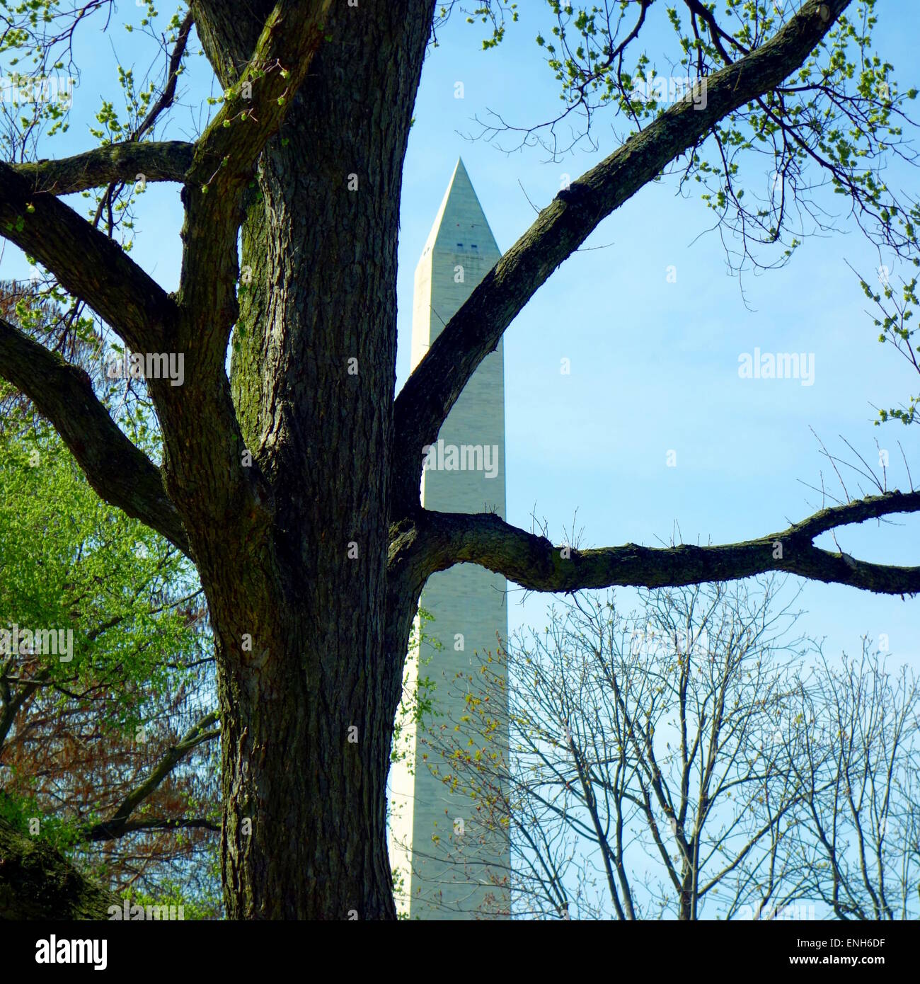 Washington Memorial obelisk behind a tree Stock Photo - Alamy