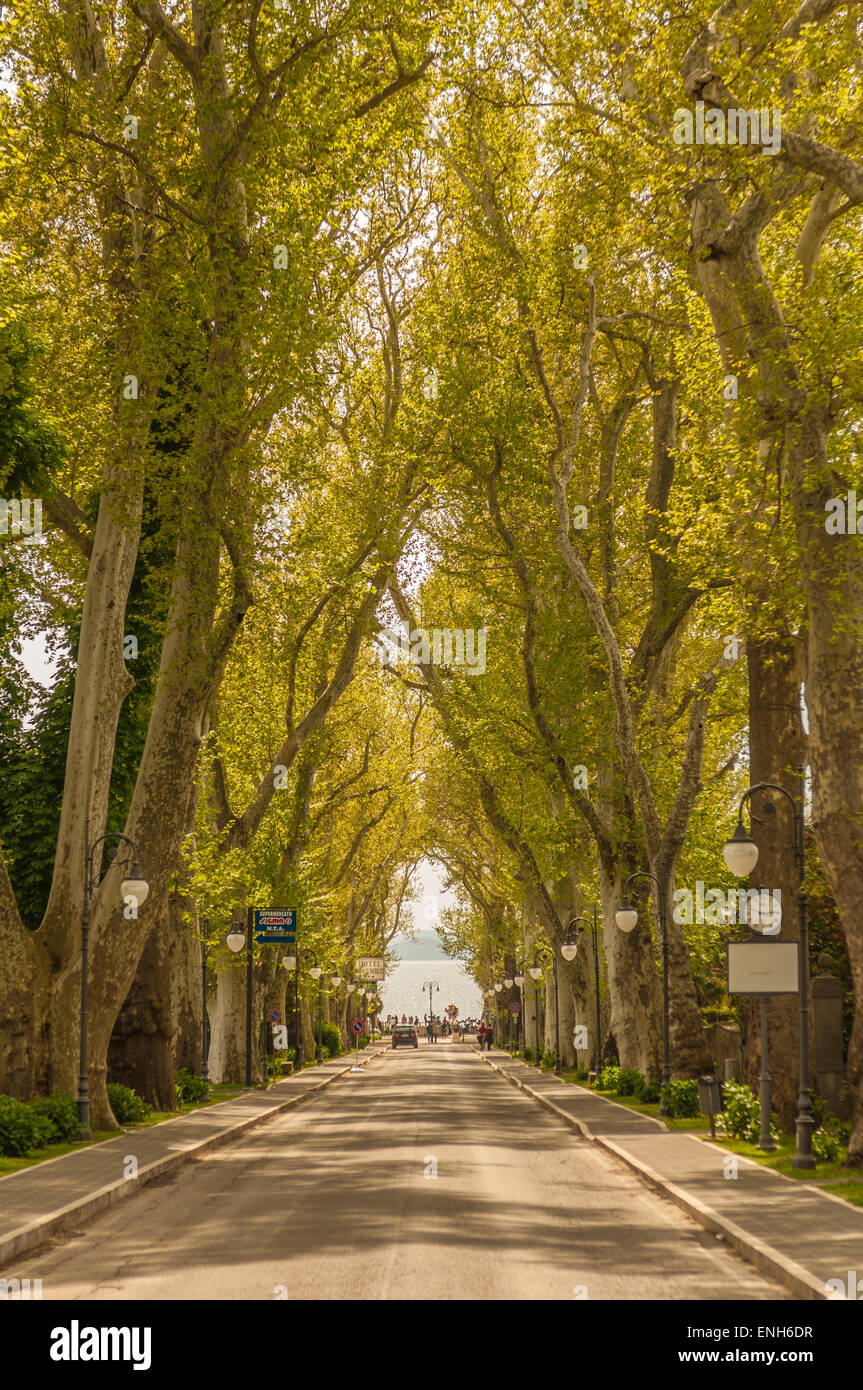 Canopy of trees above street in Italian Province of Viterbo Stock Photo ...