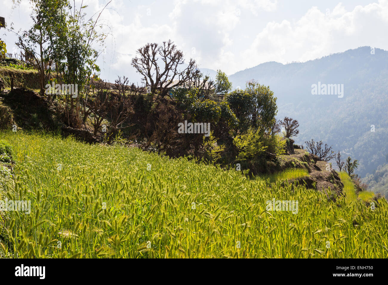 Fields of Nepal Stock Photo - Alamy
