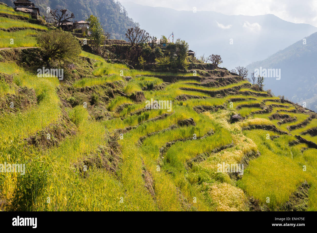 Fields of Nepal Stock Photo - Alamy