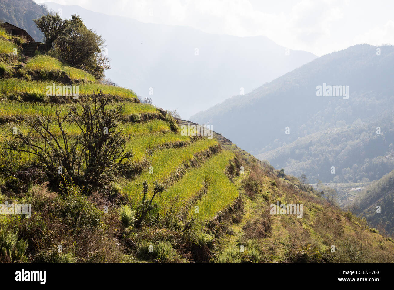 Fields of Nepal Stock Photo - Alamy