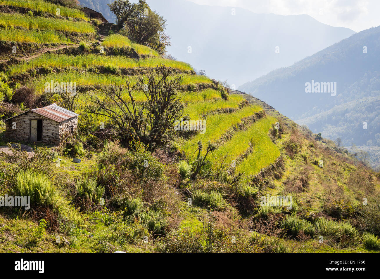 Fields of Nepal Stock Photo - Alamy