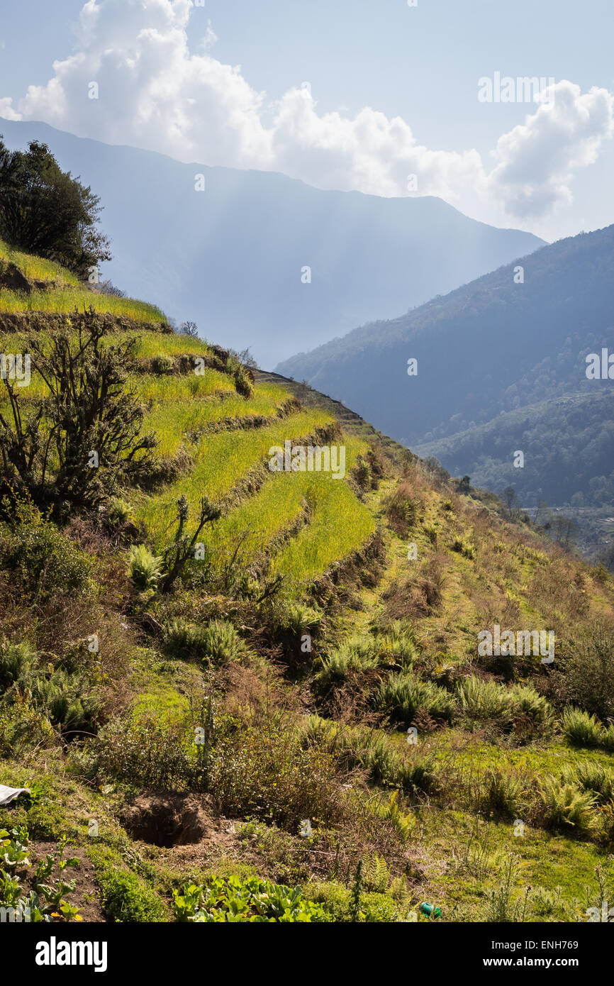 Fields of Nepal Stock Photo - Alamy