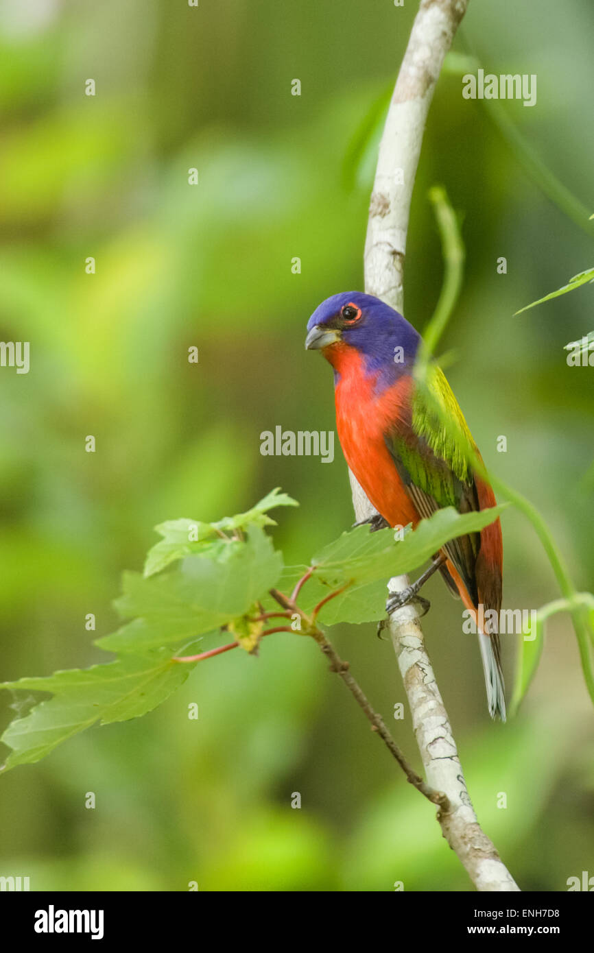 Male Eastern Painted Bunting sitting on tree branch in Corkscrew Swamp ...