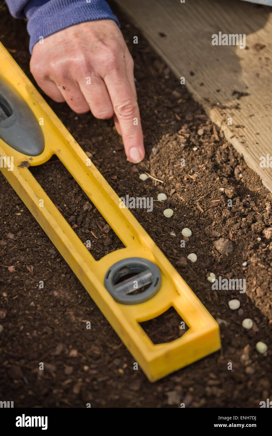 Woman planting snap pea seeds into the ground, measuring with the ruler ...