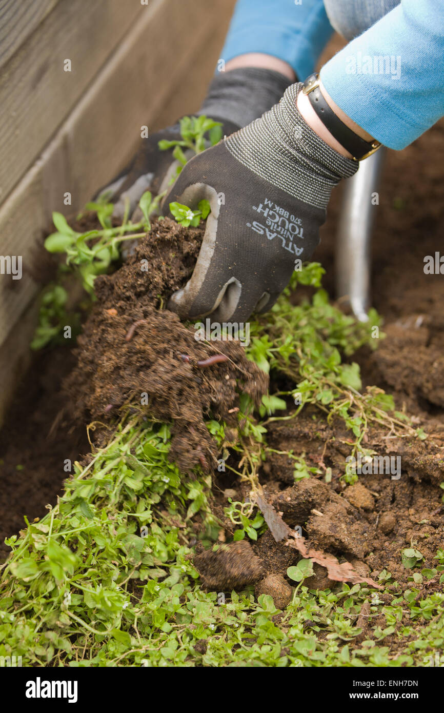 Woman using shovel to loosen weeds, and then pulling them out of the ...