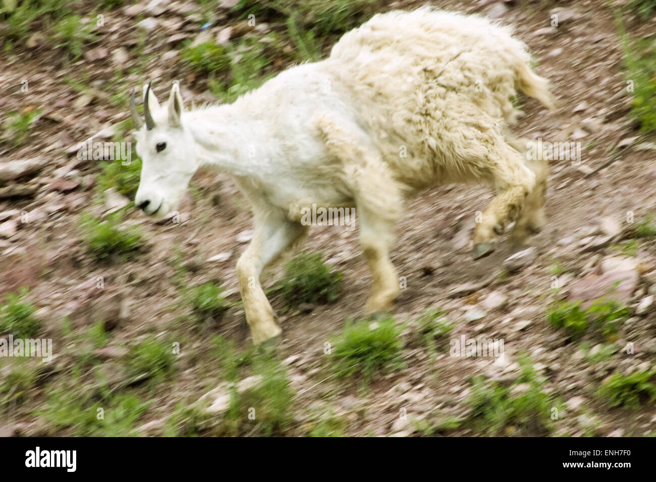 Mountain Goat running down a rocky path at a Goat Lick near Walton ...