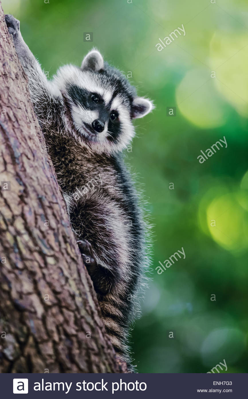 Baby Raccoons Stock Photos & Baby Raccoons Stock Images - Alamy