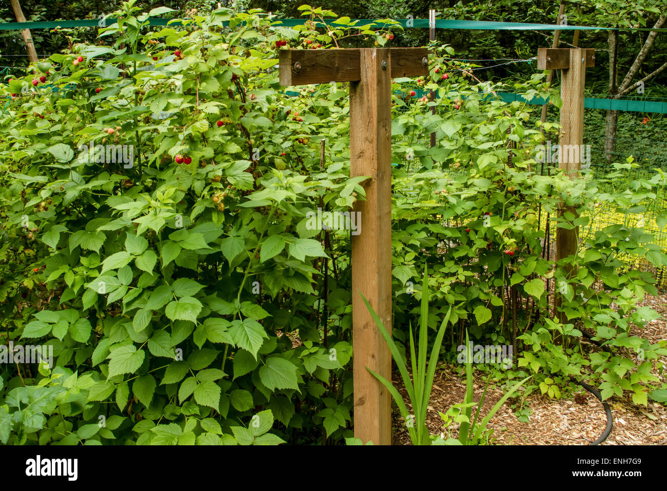 Raspberries grown on T-shaped trellis support systems in hedgerows are ...