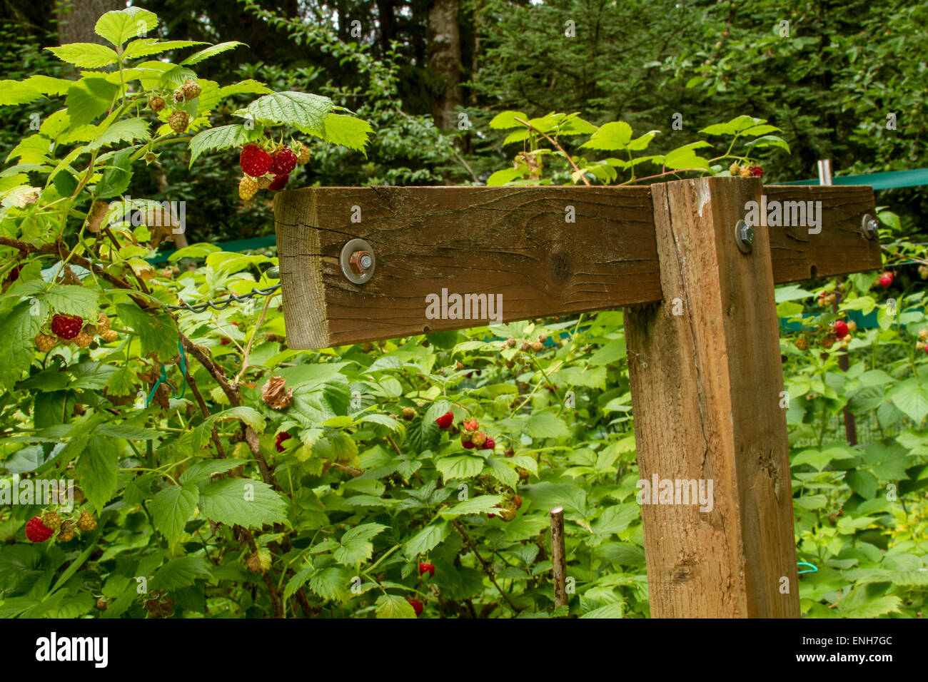 Raspberries grown on T-shaped trellis support systems in hedgerows are ...