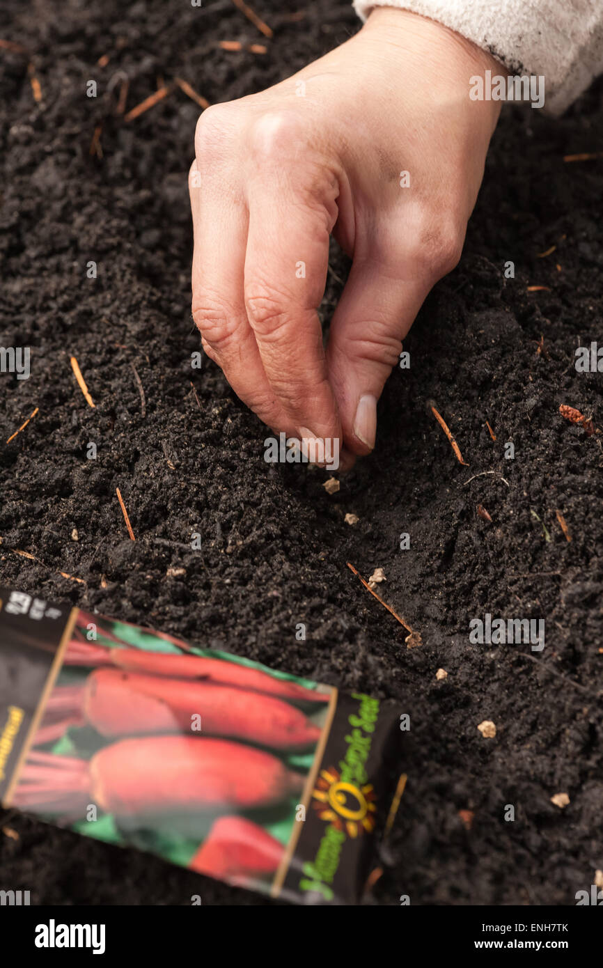 Beet seeds hi-res stock photography and images - Alamy