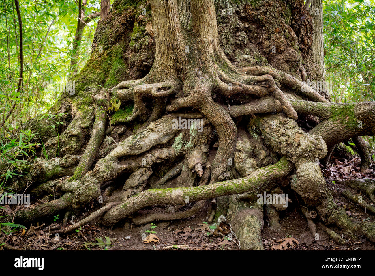 Unique twisted tree trunk Alabama swamp Stock Photo - Alamy
