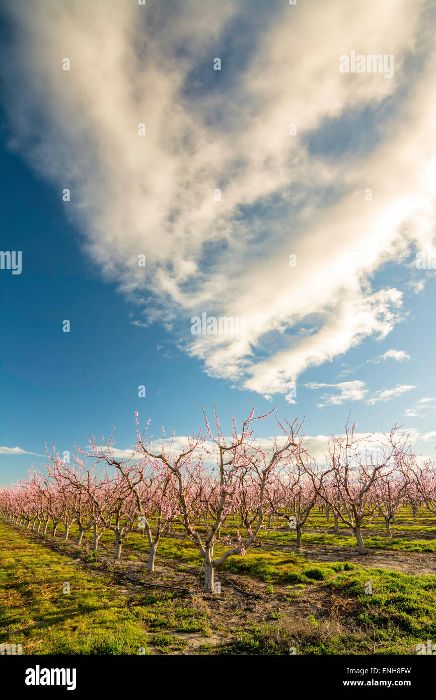 Corner of an Idaho orchard with clouds Stock Photo - Alamy