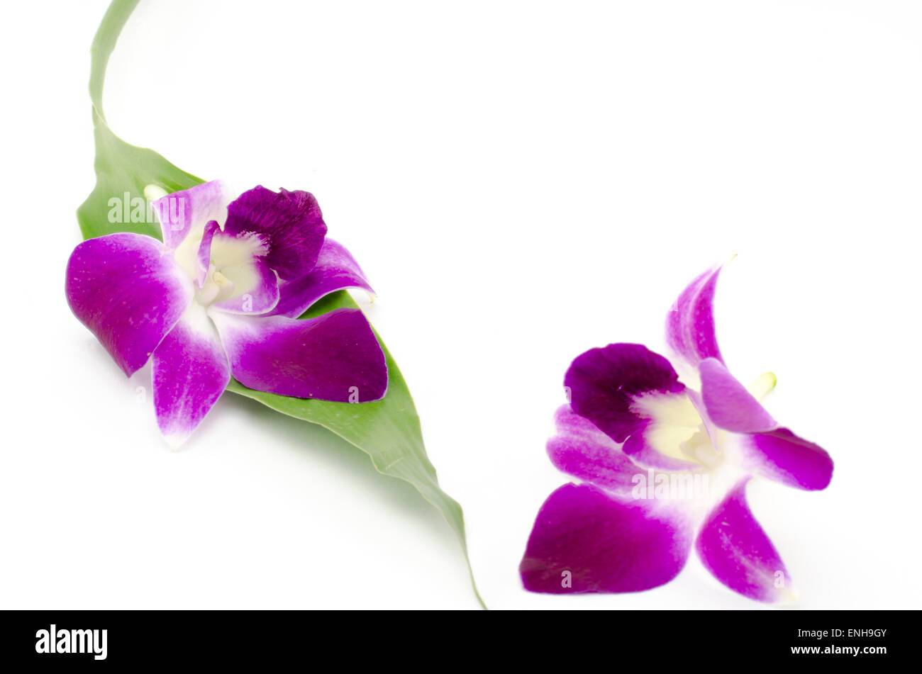 Beautiful spring flower border Cut Out Stock Images & Pictures - Alamy