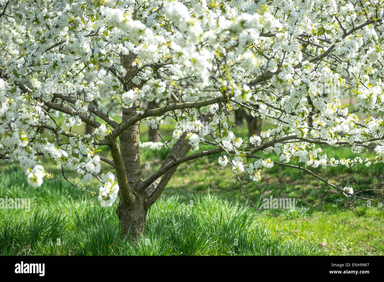 Old cherry tree hi-res stock photography and images - Alamy