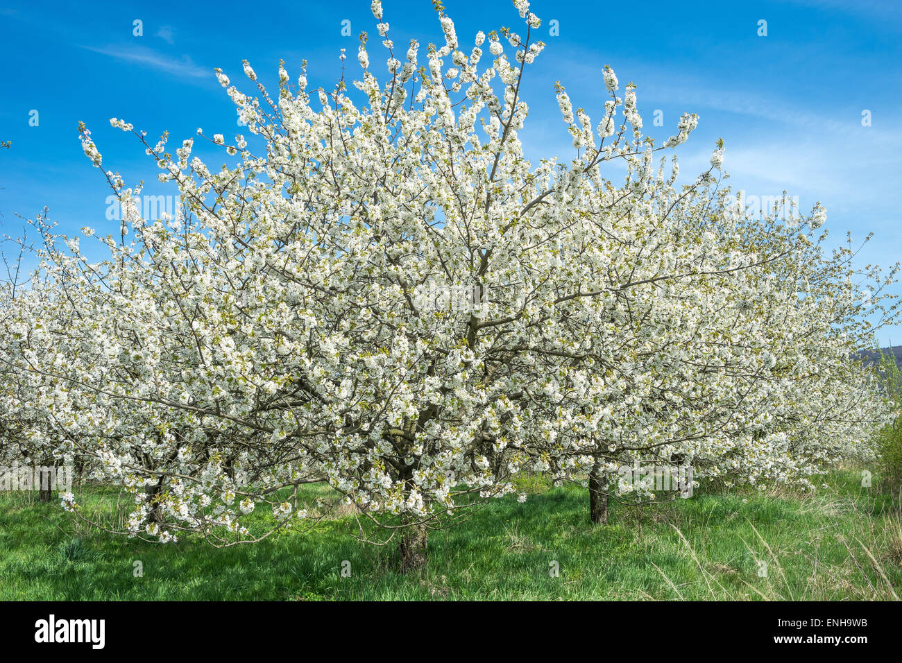 Old cherry trees blooming Stock Photo - Alamy