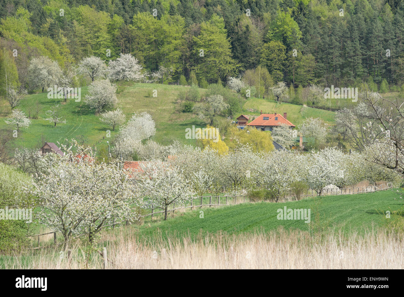 Village in the spring blooming cherry trees fields rising grain green ...