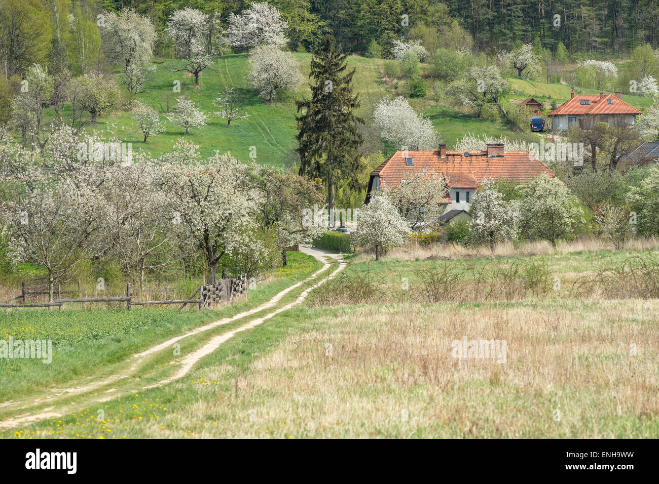 Village in the spring blooming cherry trees fields rising grain green ...