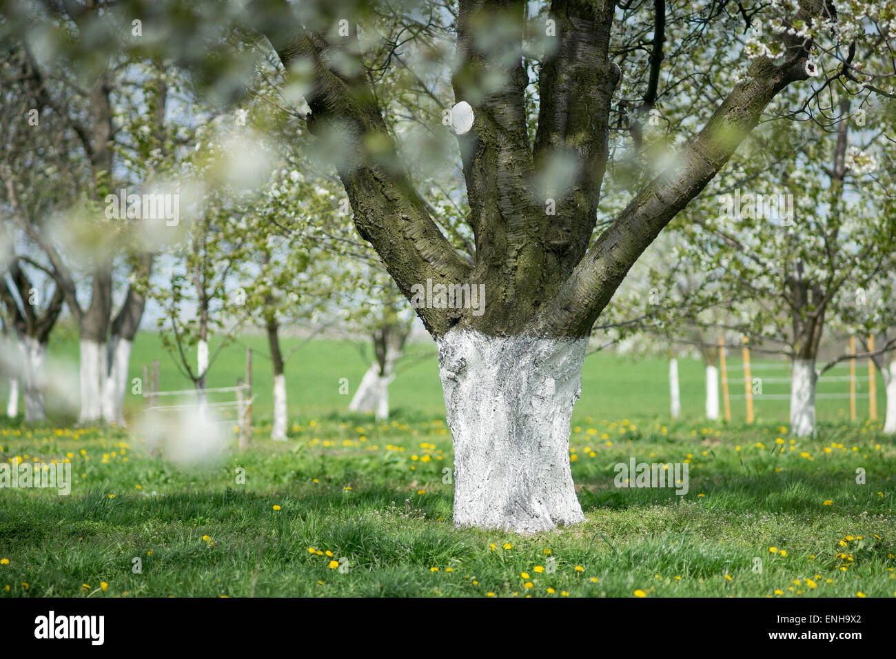 Gnarled crooked old cherry tree blooming Stock Photo - Alamy