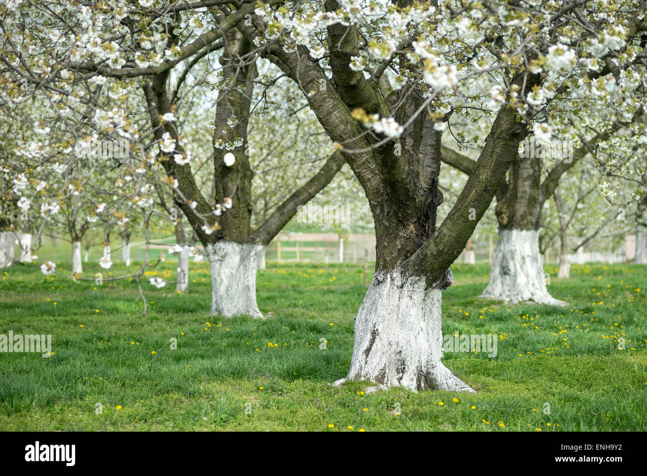 Gnarled crooked old cherry trees blooming orchard Stock Photo - Alamy