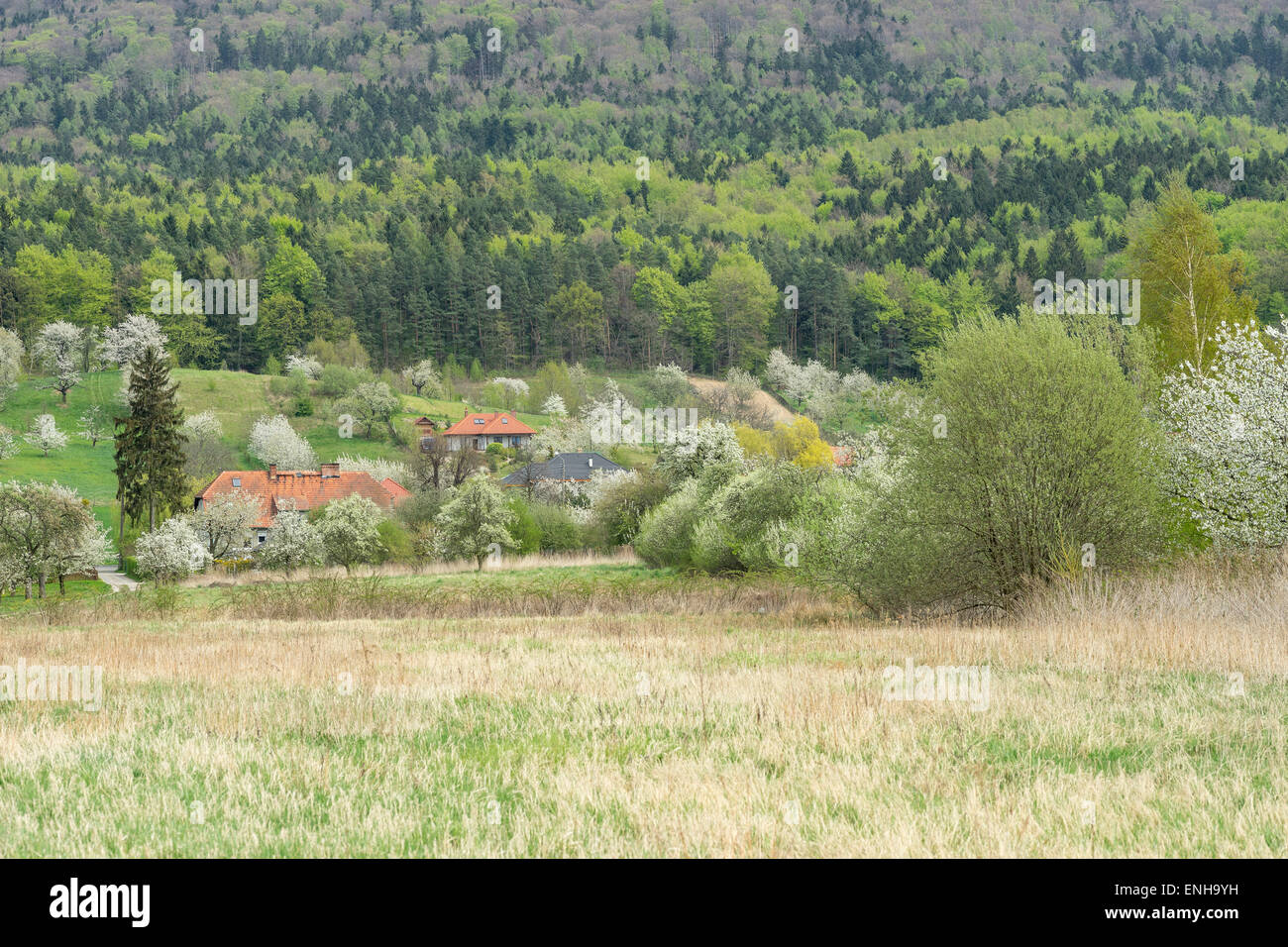 Village in the spring blooming cherry trees fields rising grain green ...
